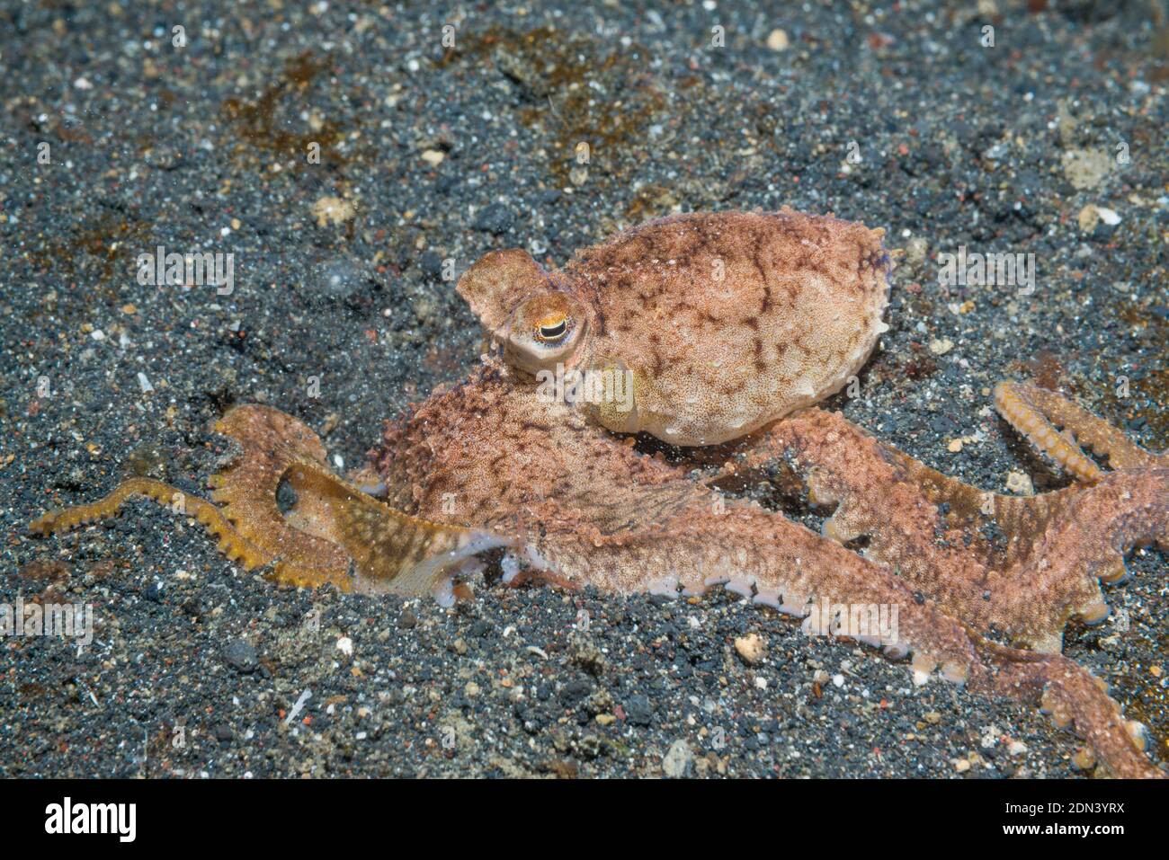 White octopus hi-res stock photography and images - Alamy