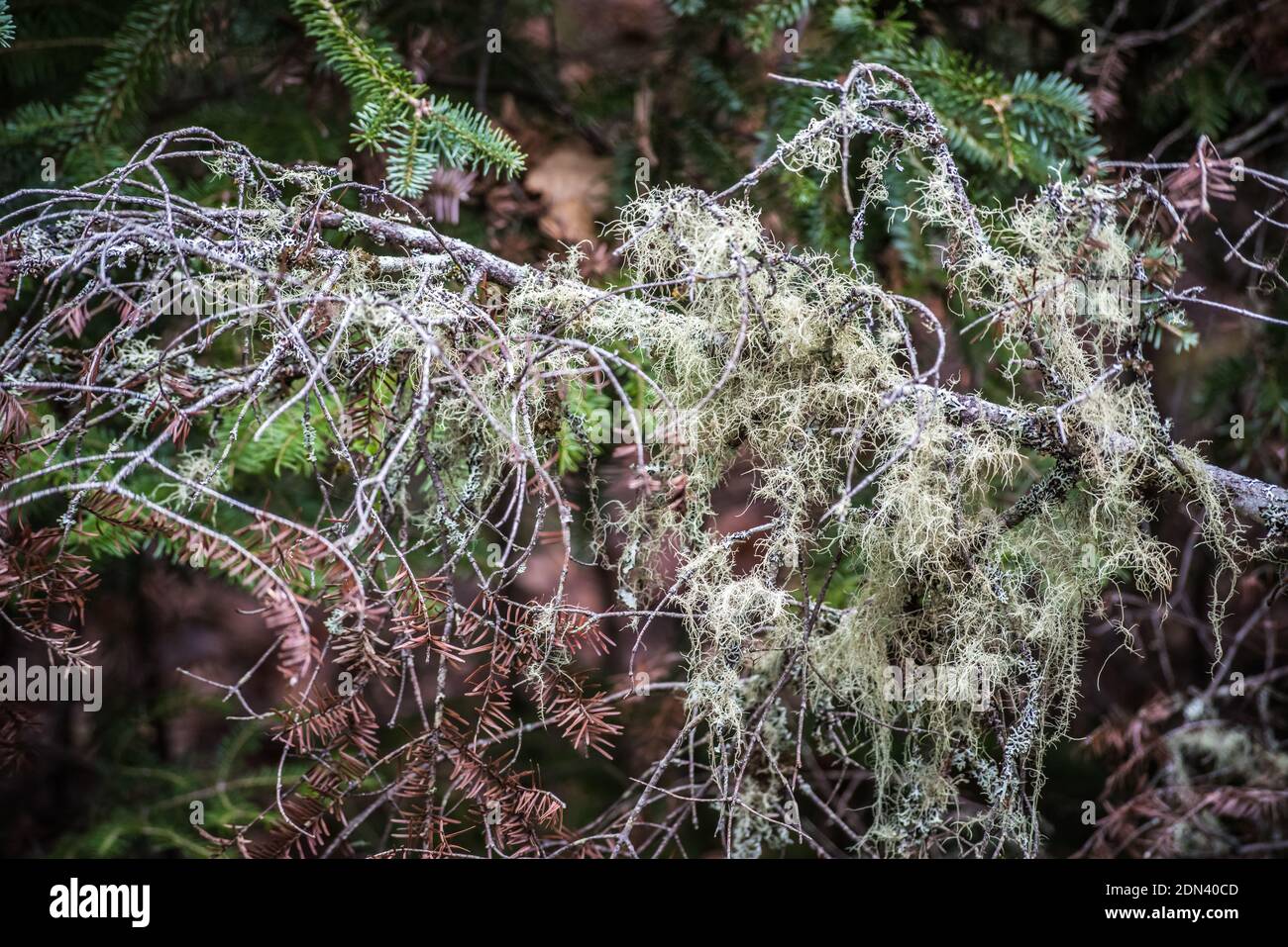 Moss growning on a Spruce tree also called Spanish Moss Stock Photo - Alamy