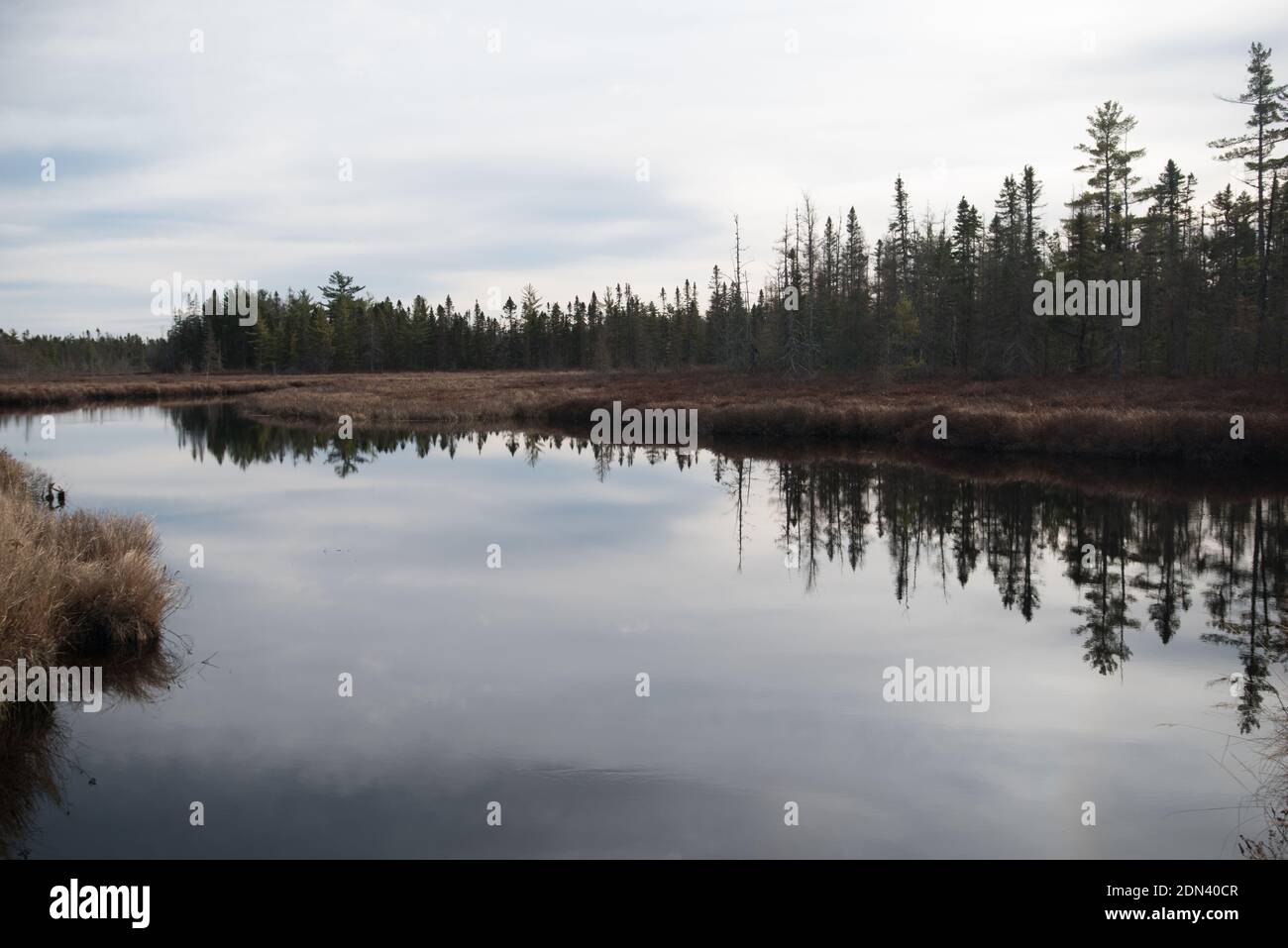 A November scene of a still stream and the forest refecting in the ...