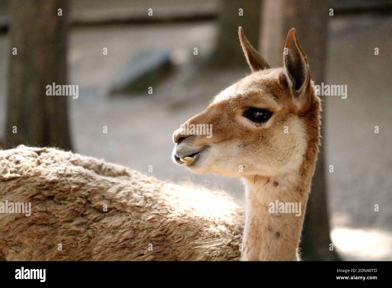 Profile Llama Animal Head High Resolution Stock Photography and Images ...