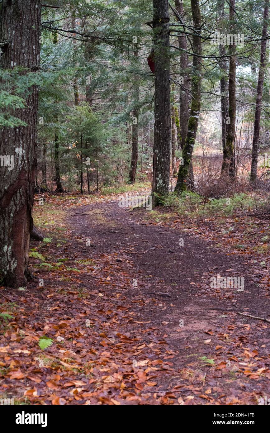 Winding woods hi-res stock photography and images - Alamy