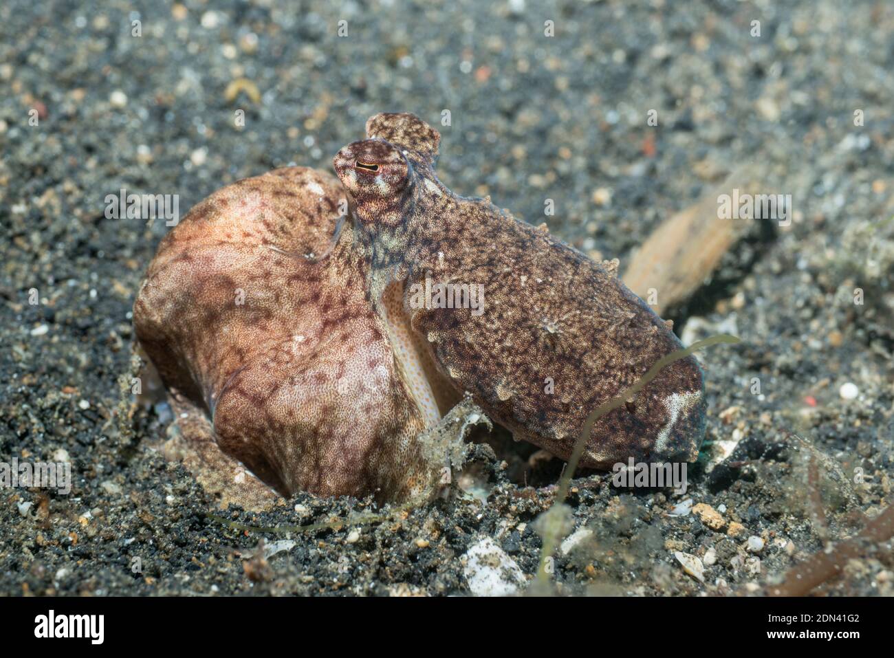 Abdopus species 1 hi-res stock photography and images - Alamy