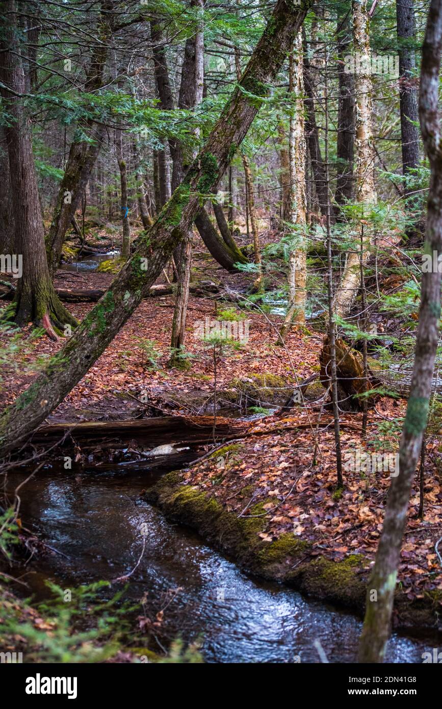 A stream overflowing after a late fall rain storm in New Brunswick ...