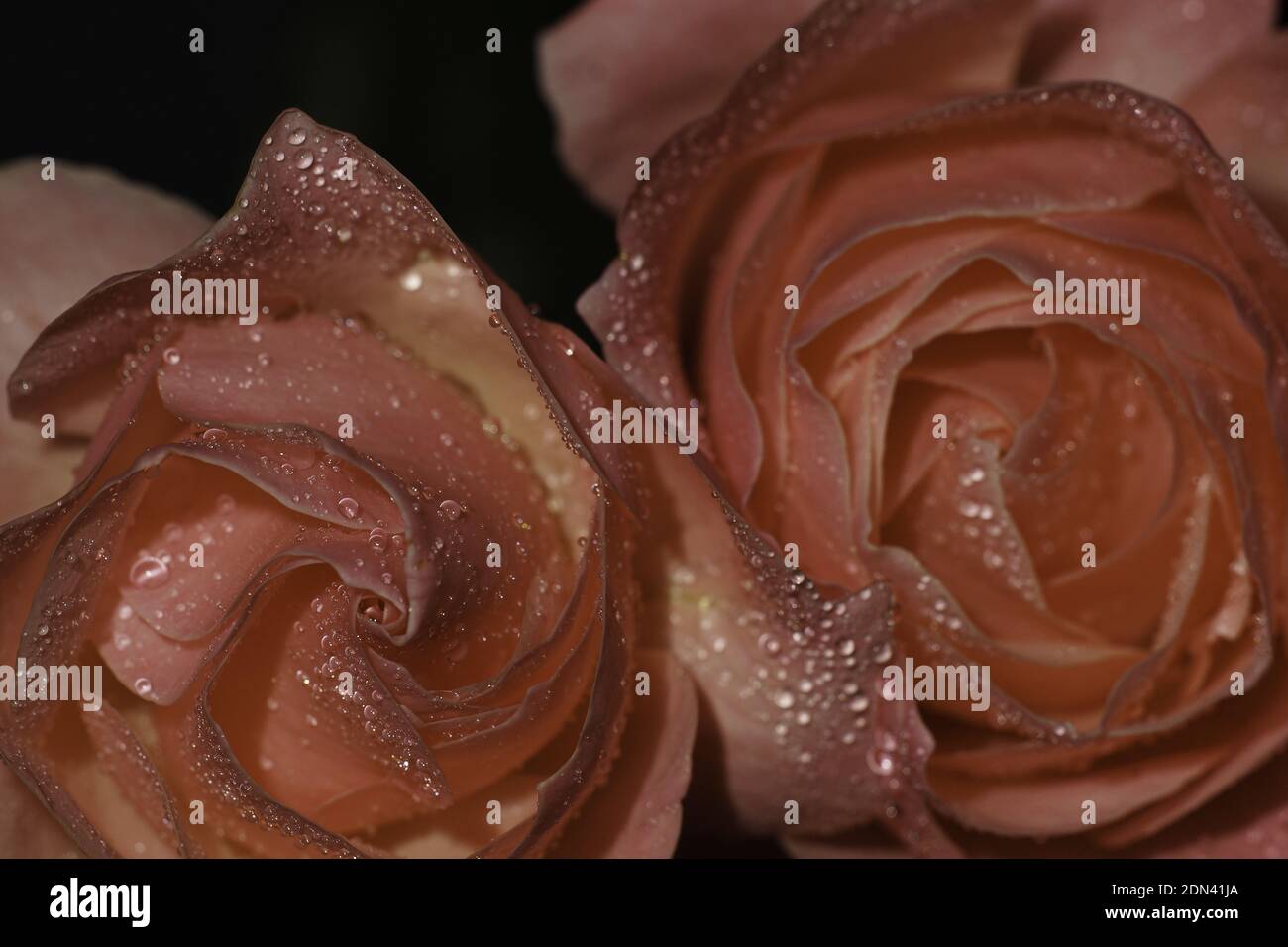 A shallow focus shot of pink dewy roses Stock Photo - Alamy