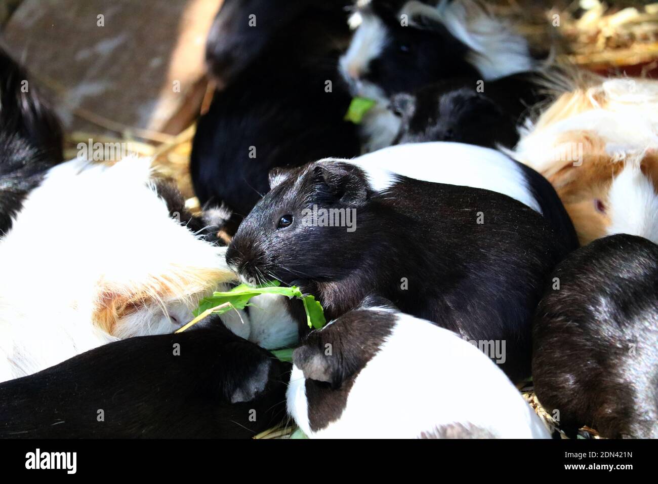 Black rodent hi-res stock photography and images - Alamy