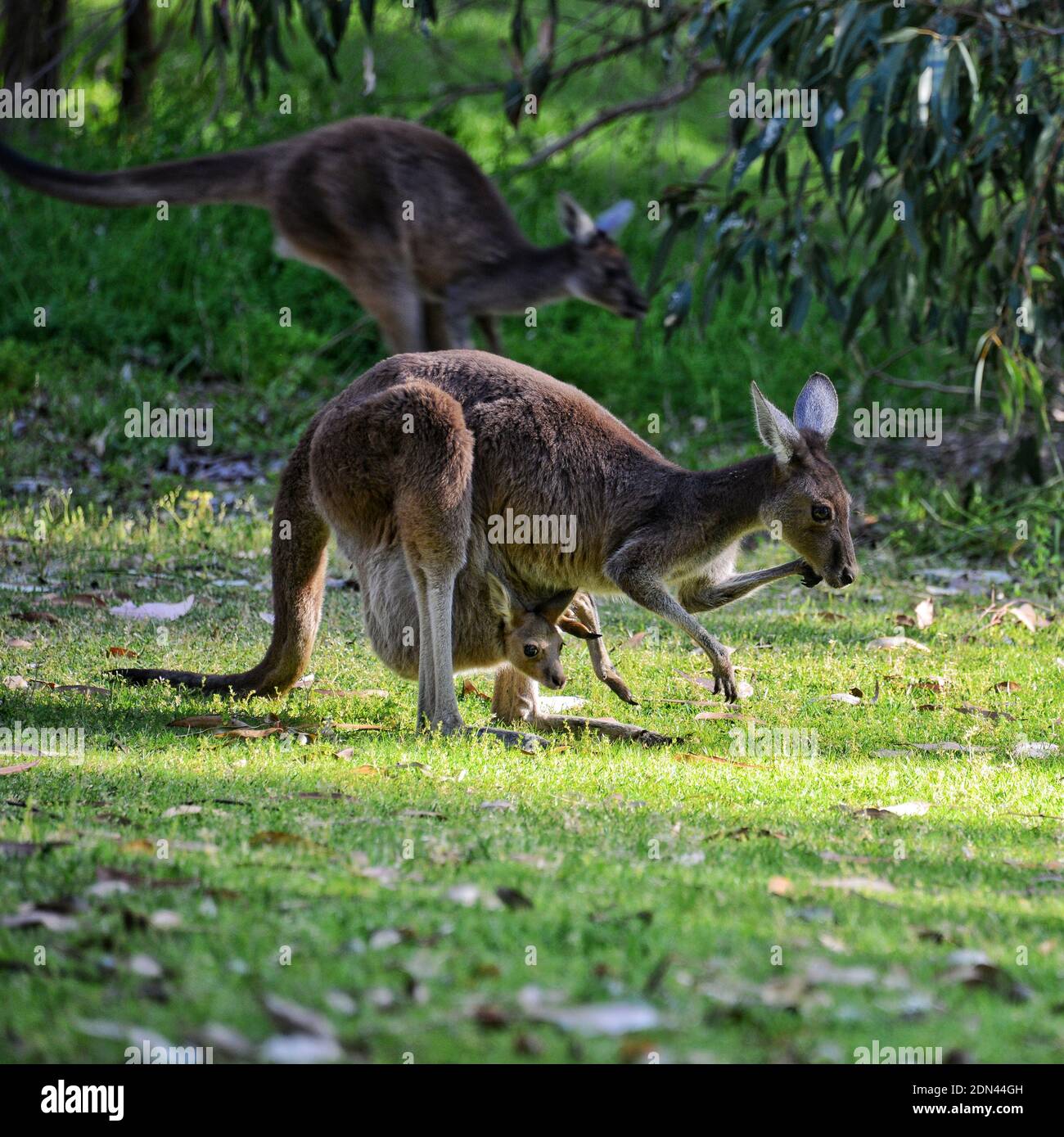 Female carrying joey in its pouch hi-res stock photography and images ...