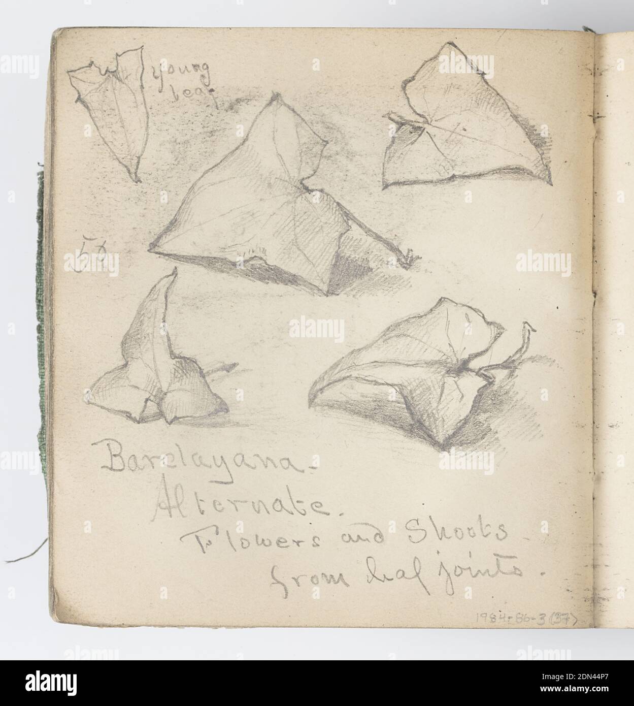 Sketchbook Page: Leaf from Vine, Kenyon Cox, American, 1856–1919 ...