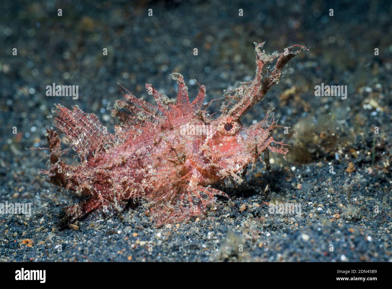 Ambon Scorpionfish [Pteroidichthys amboinensis]. Lembeh Strait, North ...