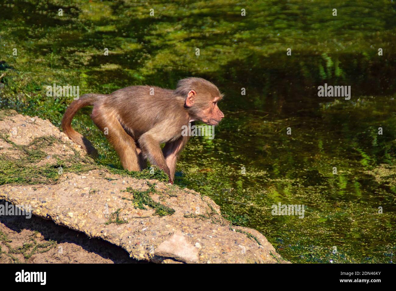 Baboon Baby Water High Resolution Stock Photography and Images - Alamy