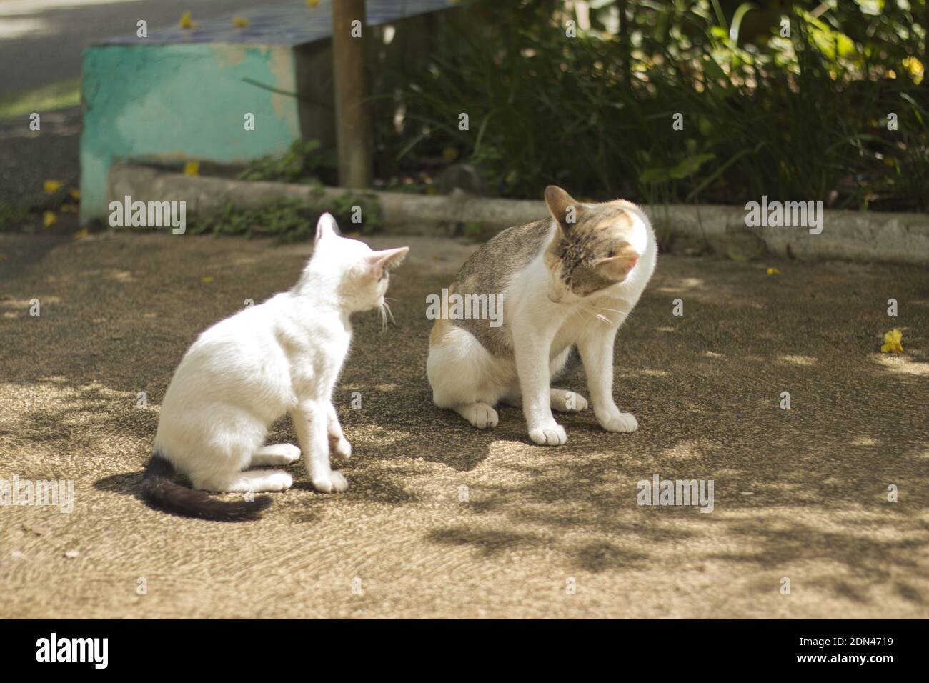 View Of Two Cats Stock Photo - Alamy