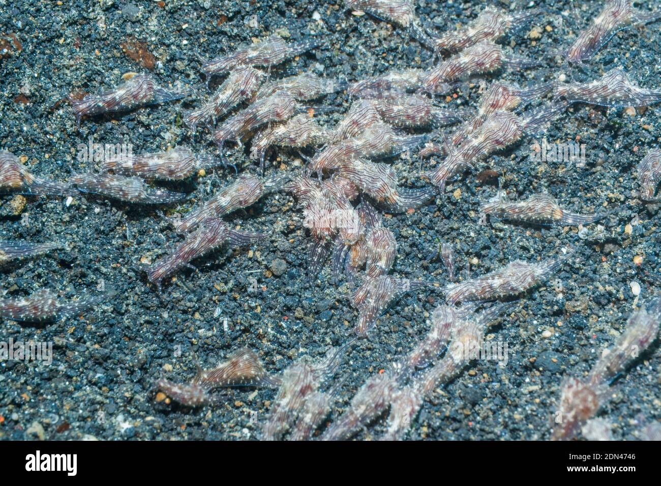 Sea Hare Underwater High Resolution Stock Photography and Images - Alamy