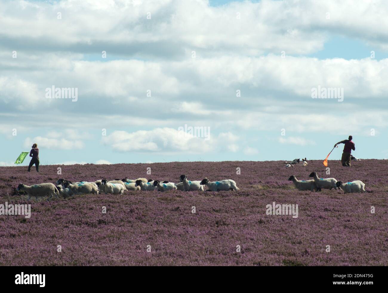 Avoiding frightening the sheep hi-res stock photography and images - Alamy