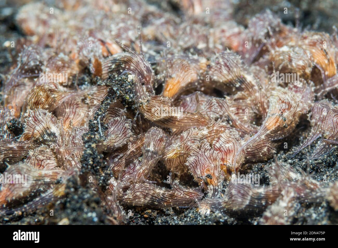 Sea hare underwater hi-res stock photography and images - Alamy