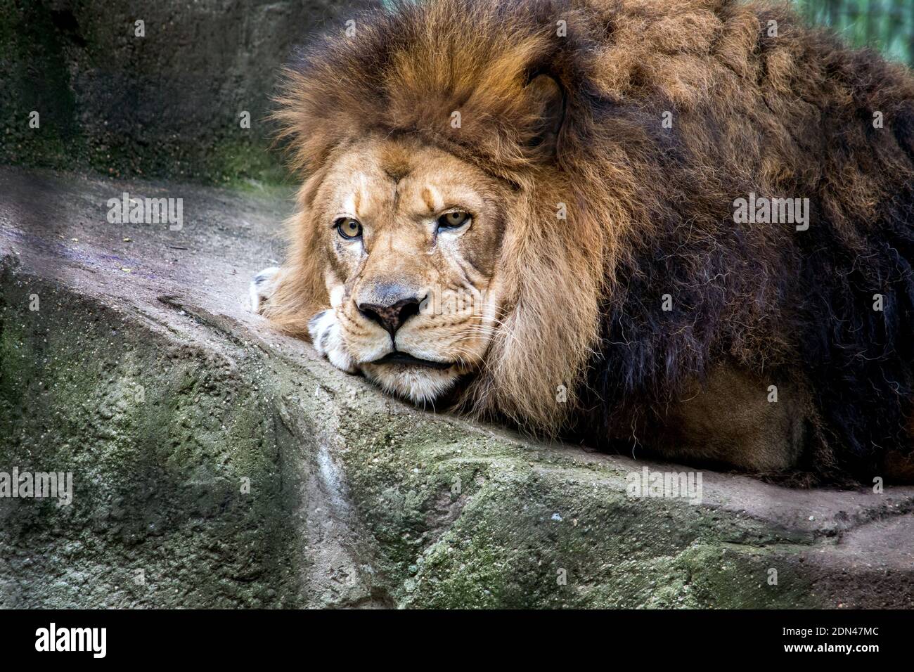 Bored animal zoo hi-res stock photography and images - Alamy