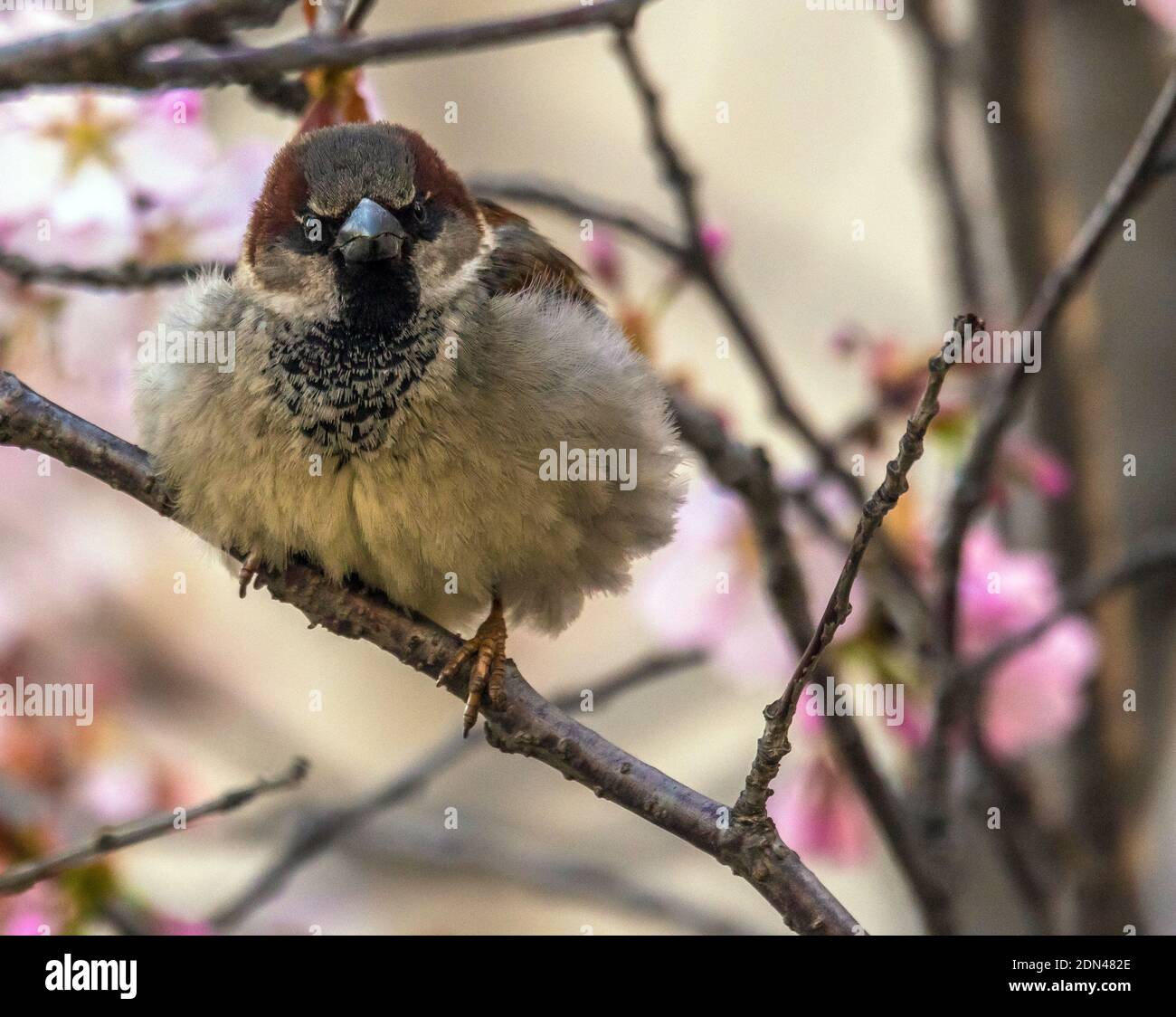 Angry sparrow hi-res stock photography and images - Alamy