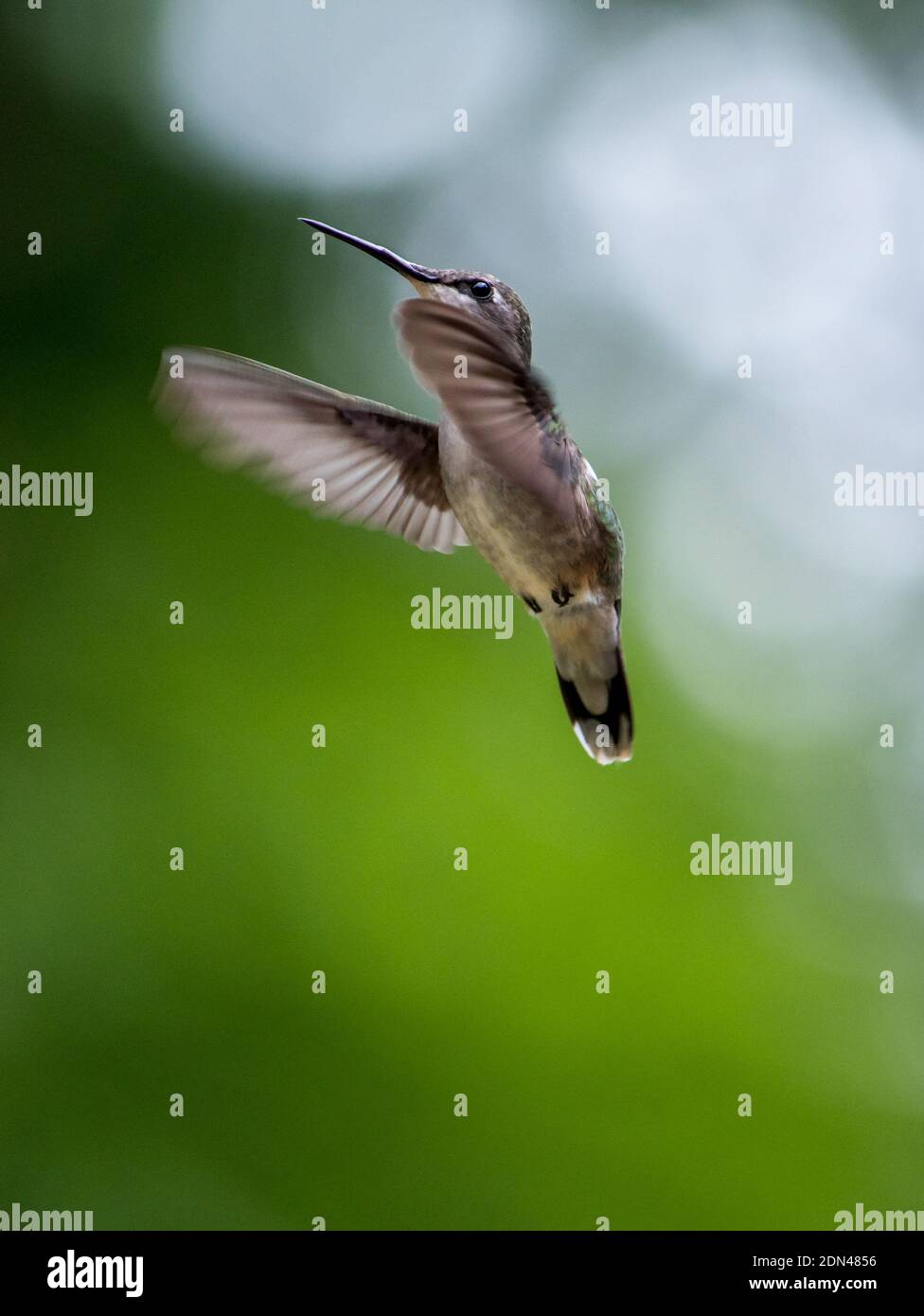 Hummingbird With Open Mouth High Resolution Stock Photography and ...
