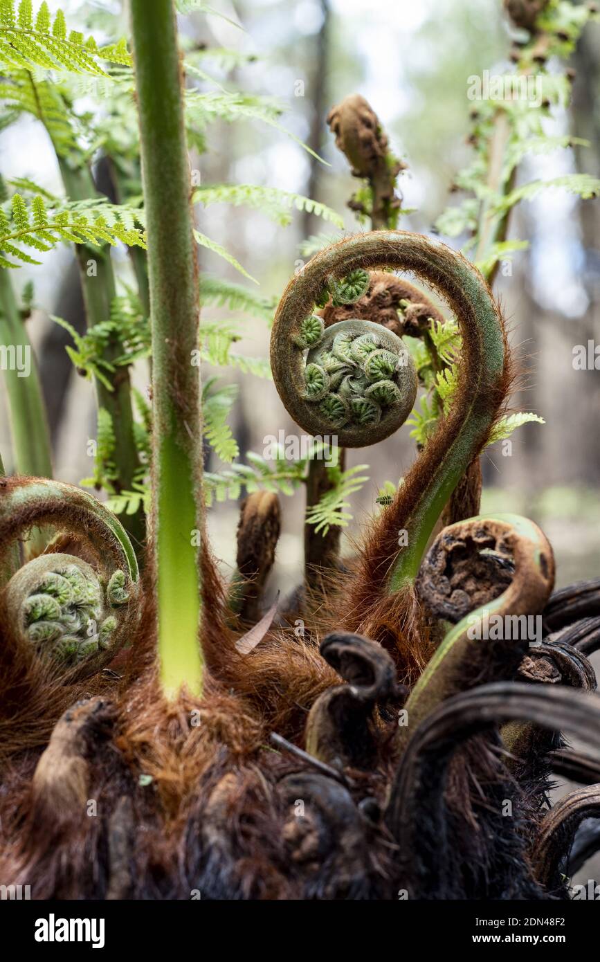 Curled plant hi-res stock photography and images - Alamy