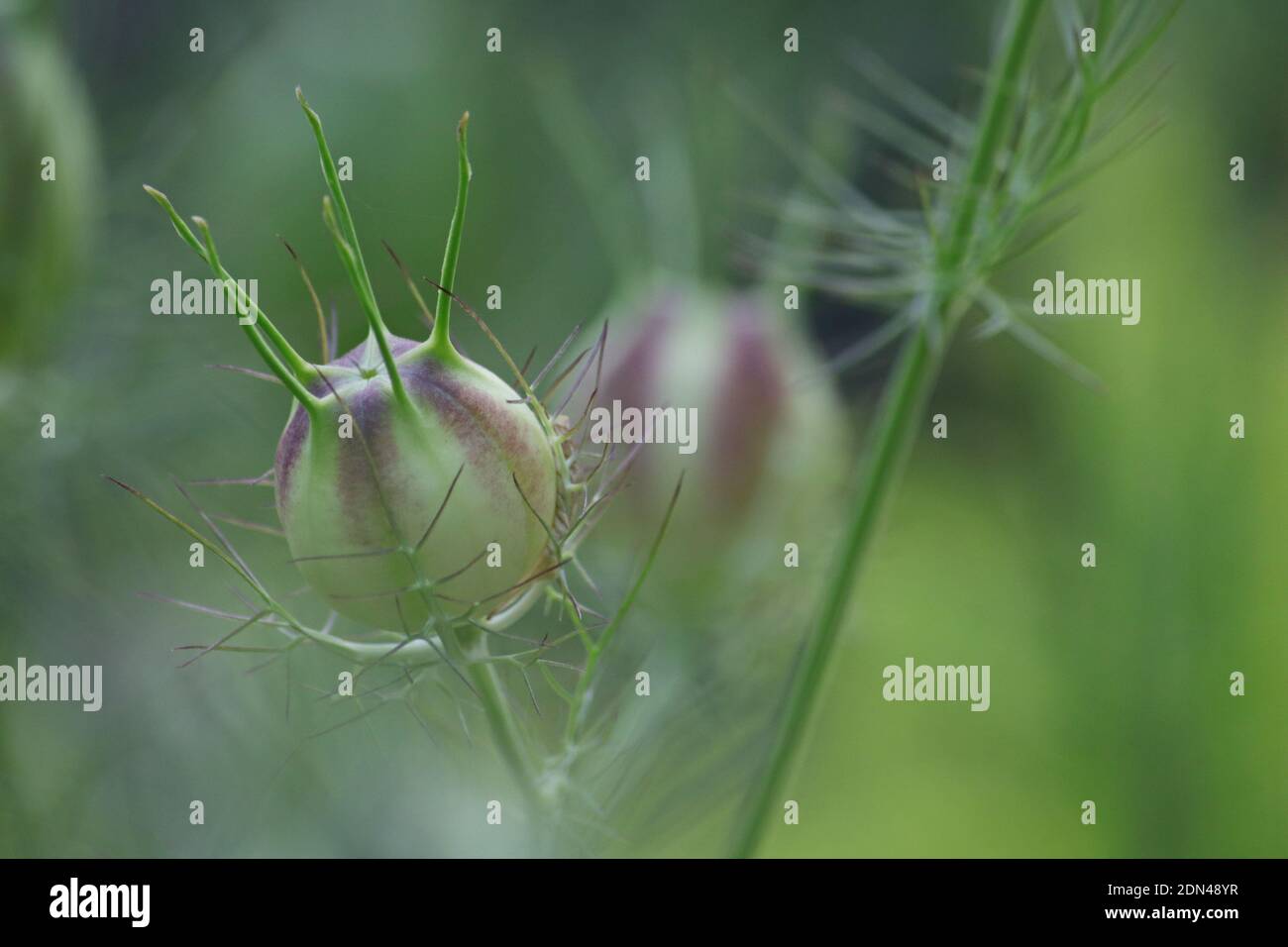 Nigela plant flower hi-res stock photography and images - Alamy