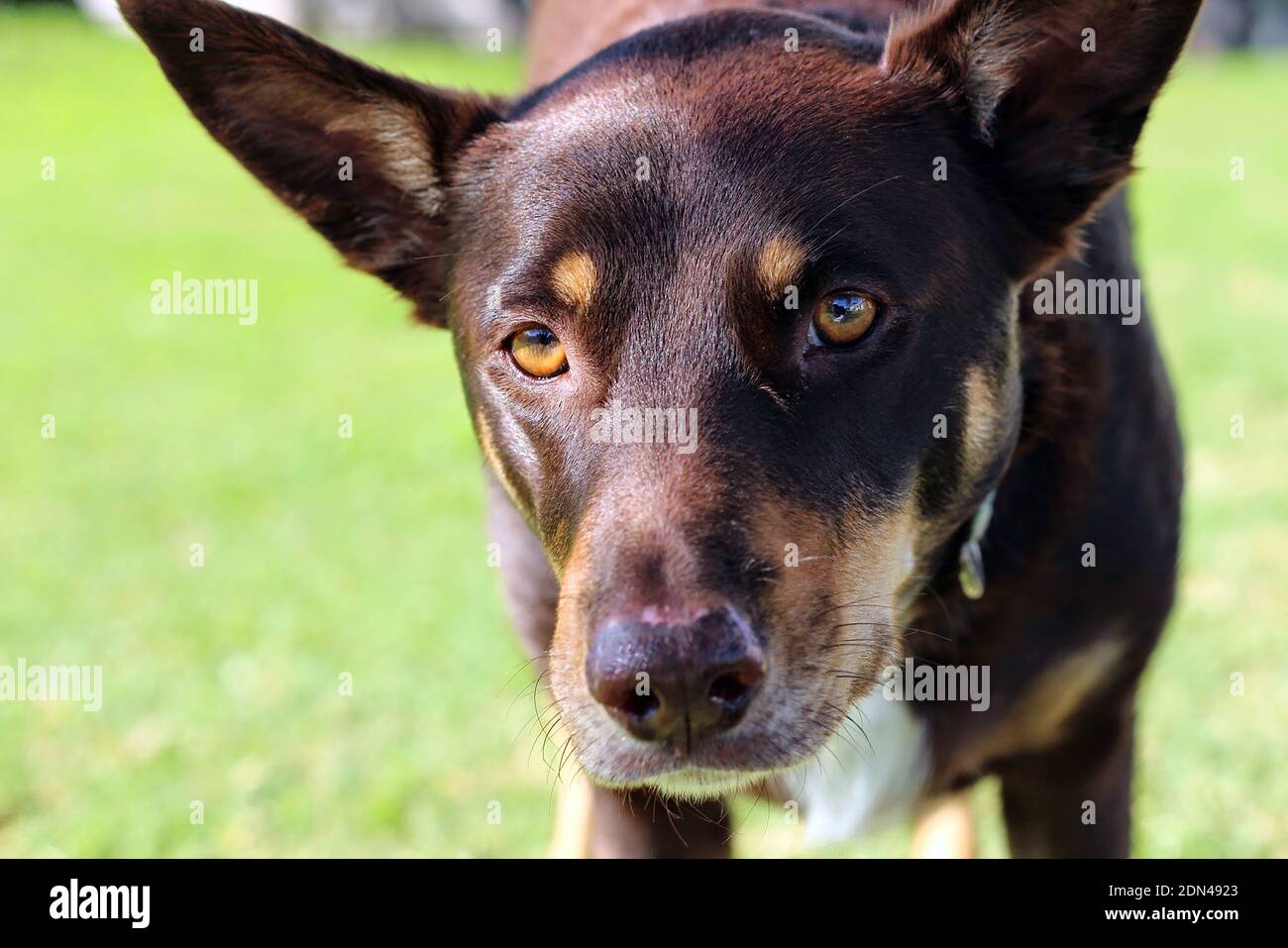 Australian kelpie head hi-res stock photography and images - Alamy