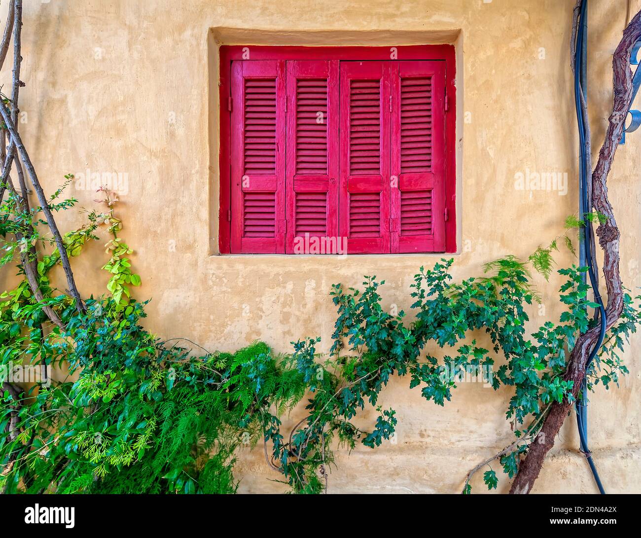 Athens, Greece. Nature's Green and a red shuttered Window on ocher wall ...