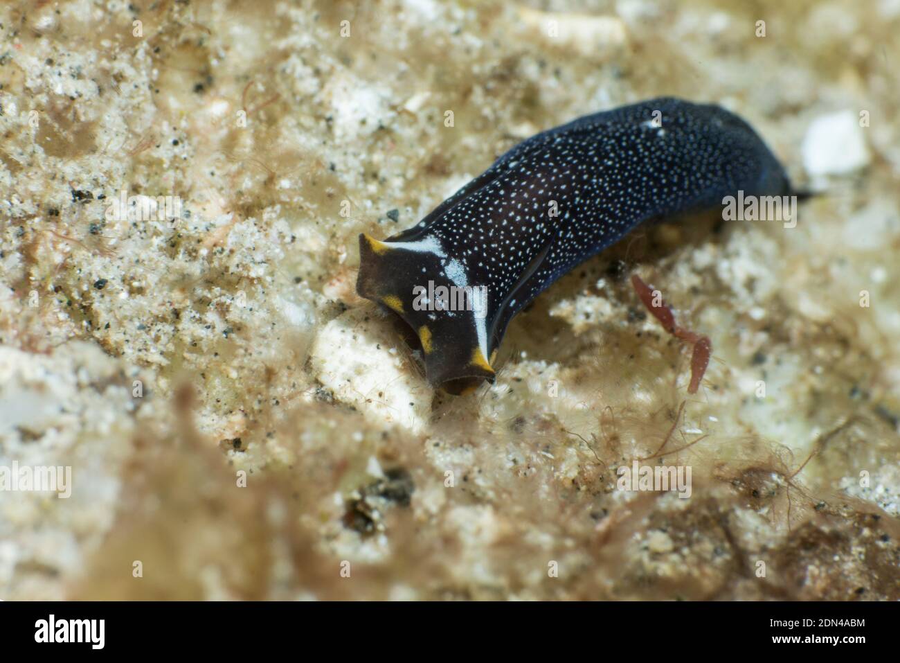 Headshield Slug. Lembeh Strait, North Sulawesi, Indonesia Stock Photo ...