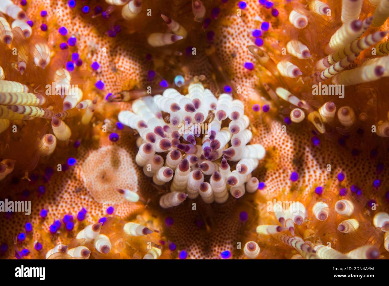 Toxic Fire Sea Urchin [Asthenosoma varium]. Lembeh, North Sulawesi ...