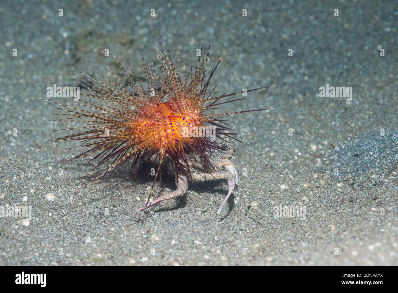 Sea Urchin Crab [Dorippe frascone] and Fire Urchin [Astropyga radiata ...