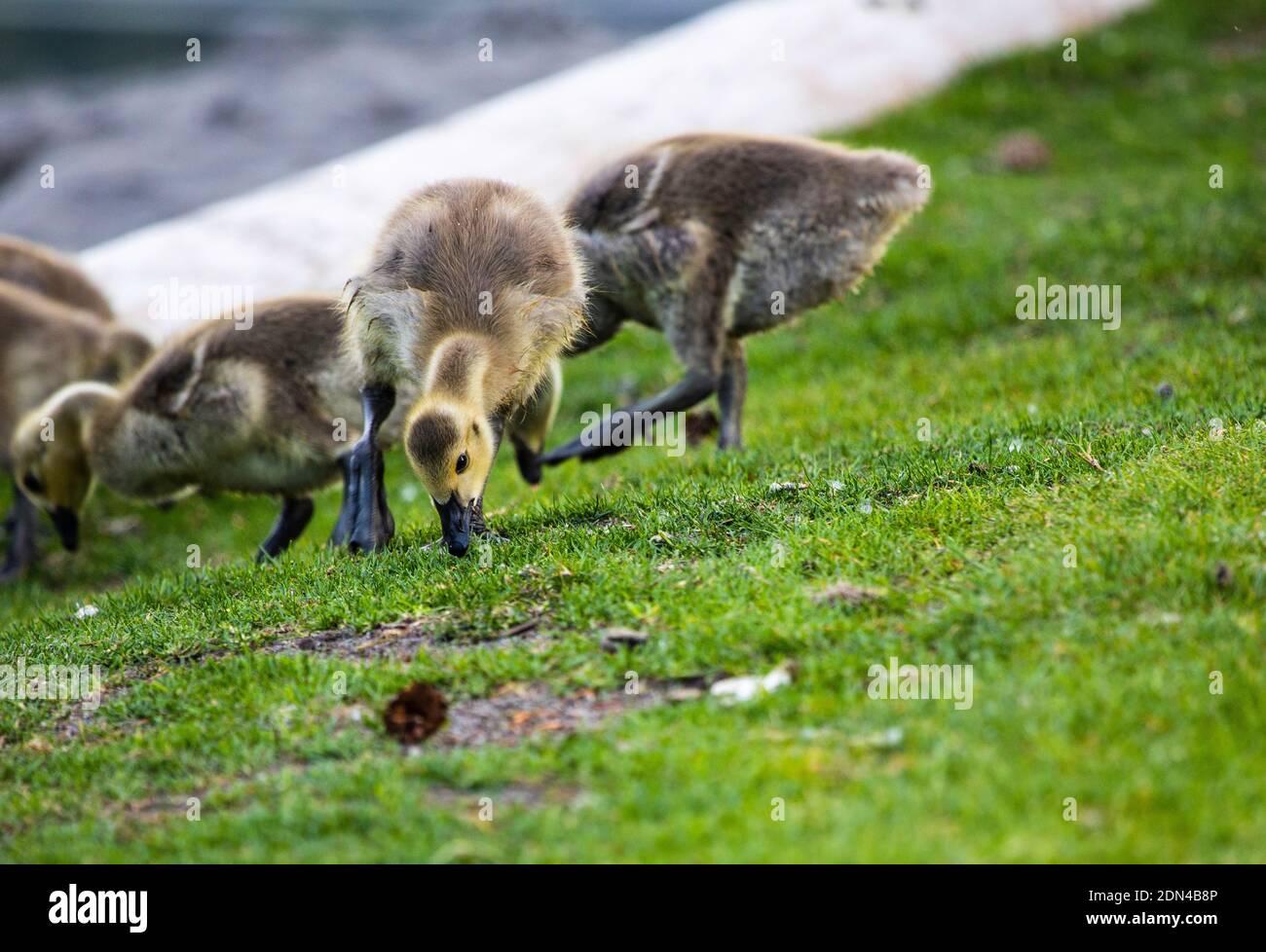 Baby Geese Goslings Eating Grass Stock Photo - Alamy