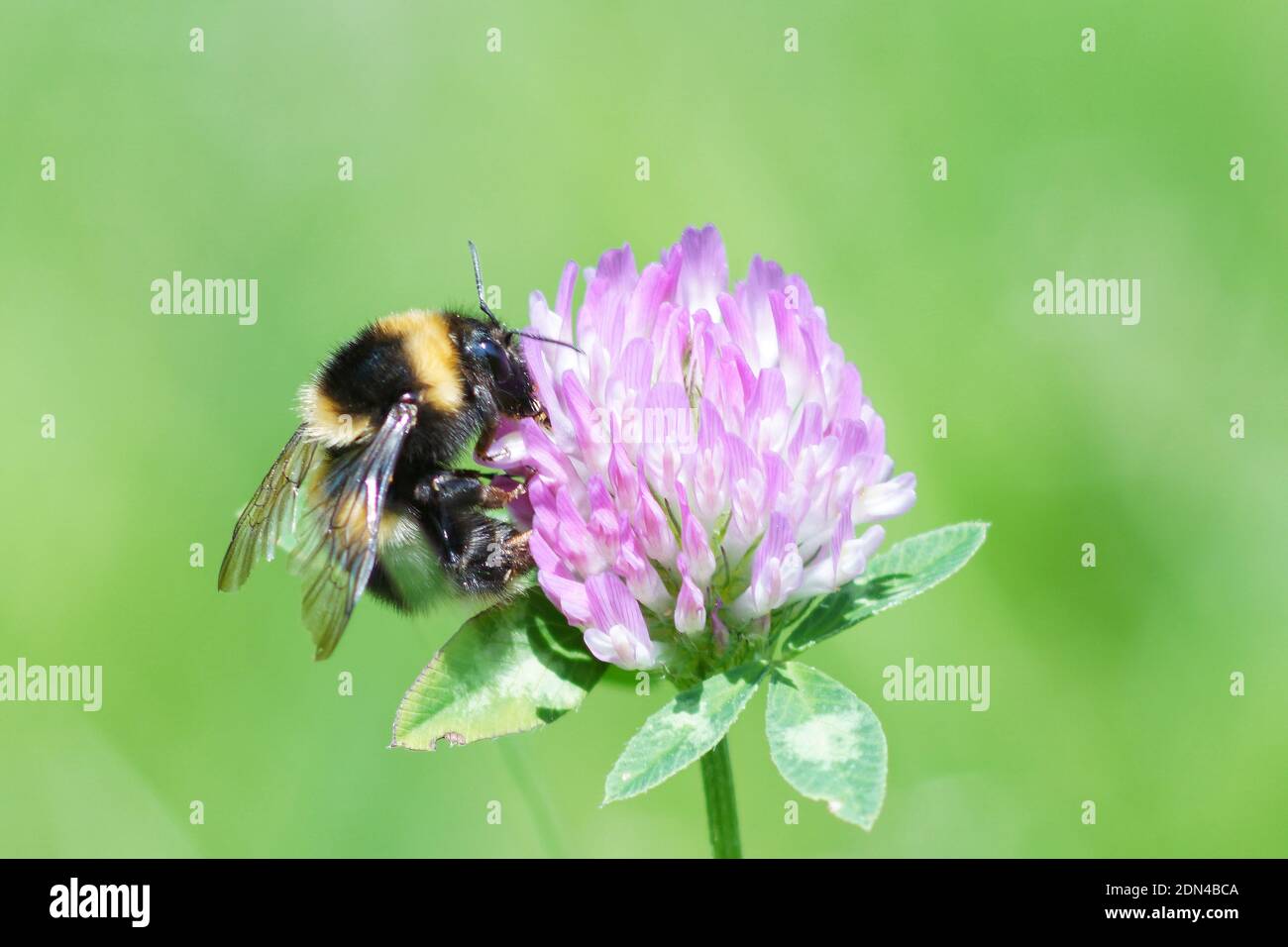 Austria europe bee beehive hi-res stock photography and images - Alamy