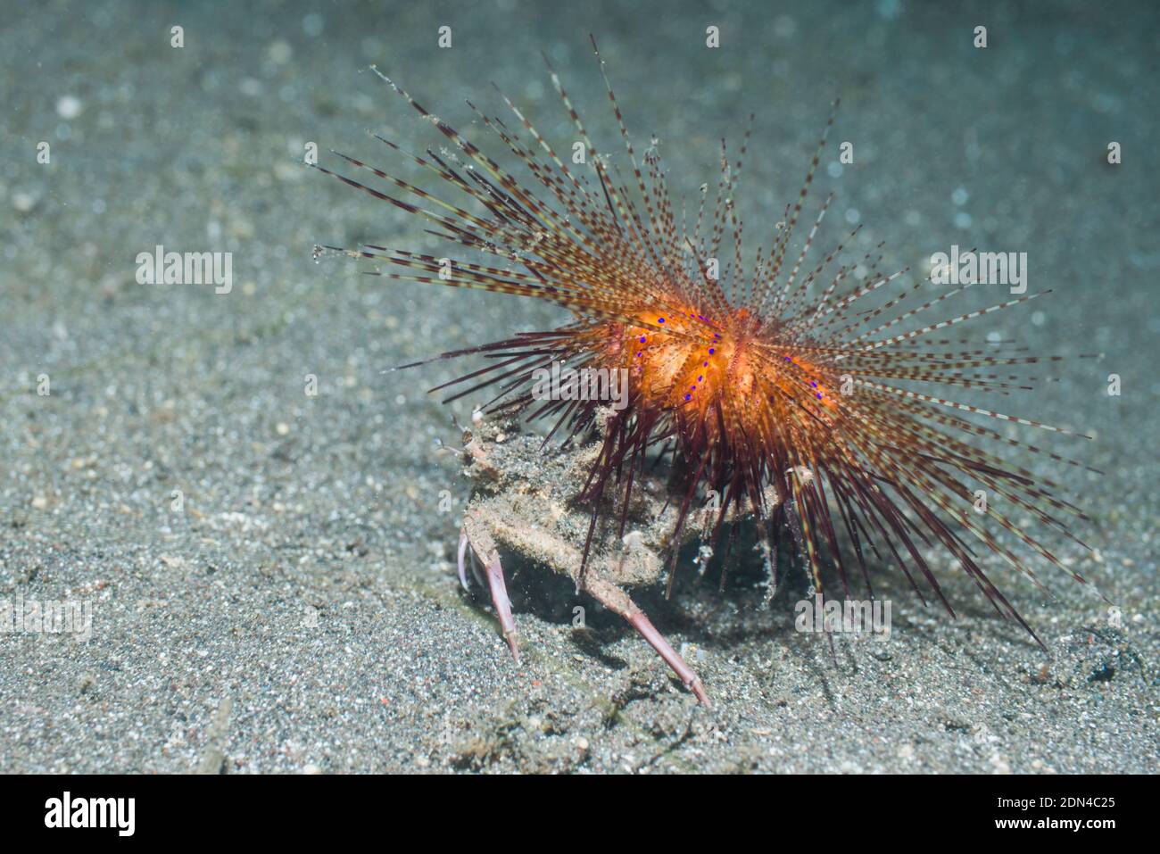 Sea Urchin Crab [Dorippe frascone] and Fire Urchin [Astropyga radiata ...