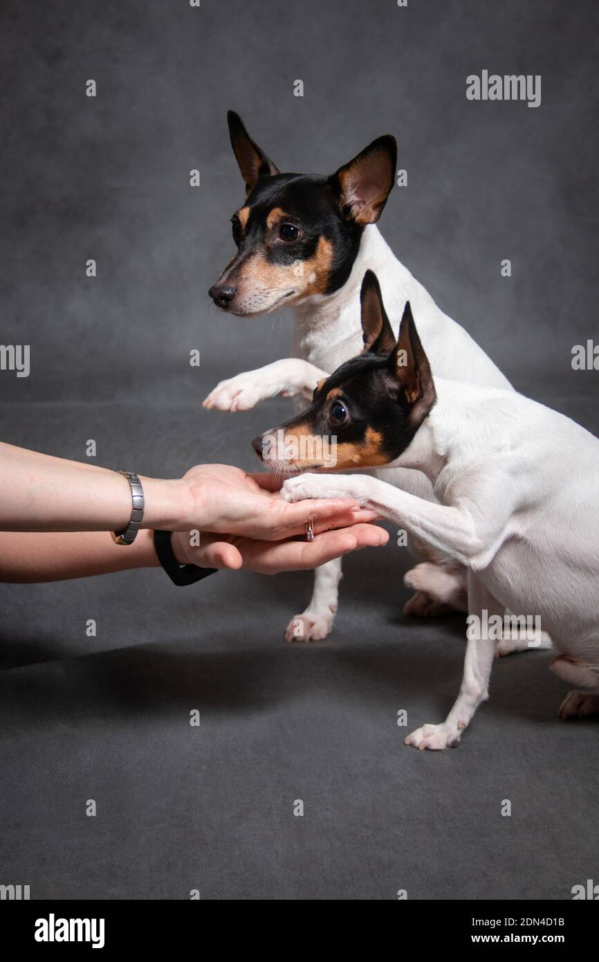 Two dogs give a paw to two outstretched hands of people Stock Photo - Alamy