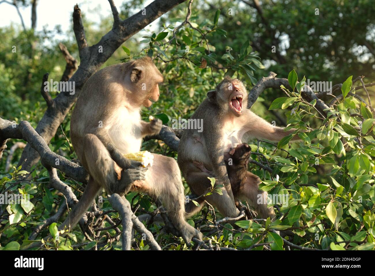 Ape Human Family Tree High Resolution Stock Photography and Images - Alamy
