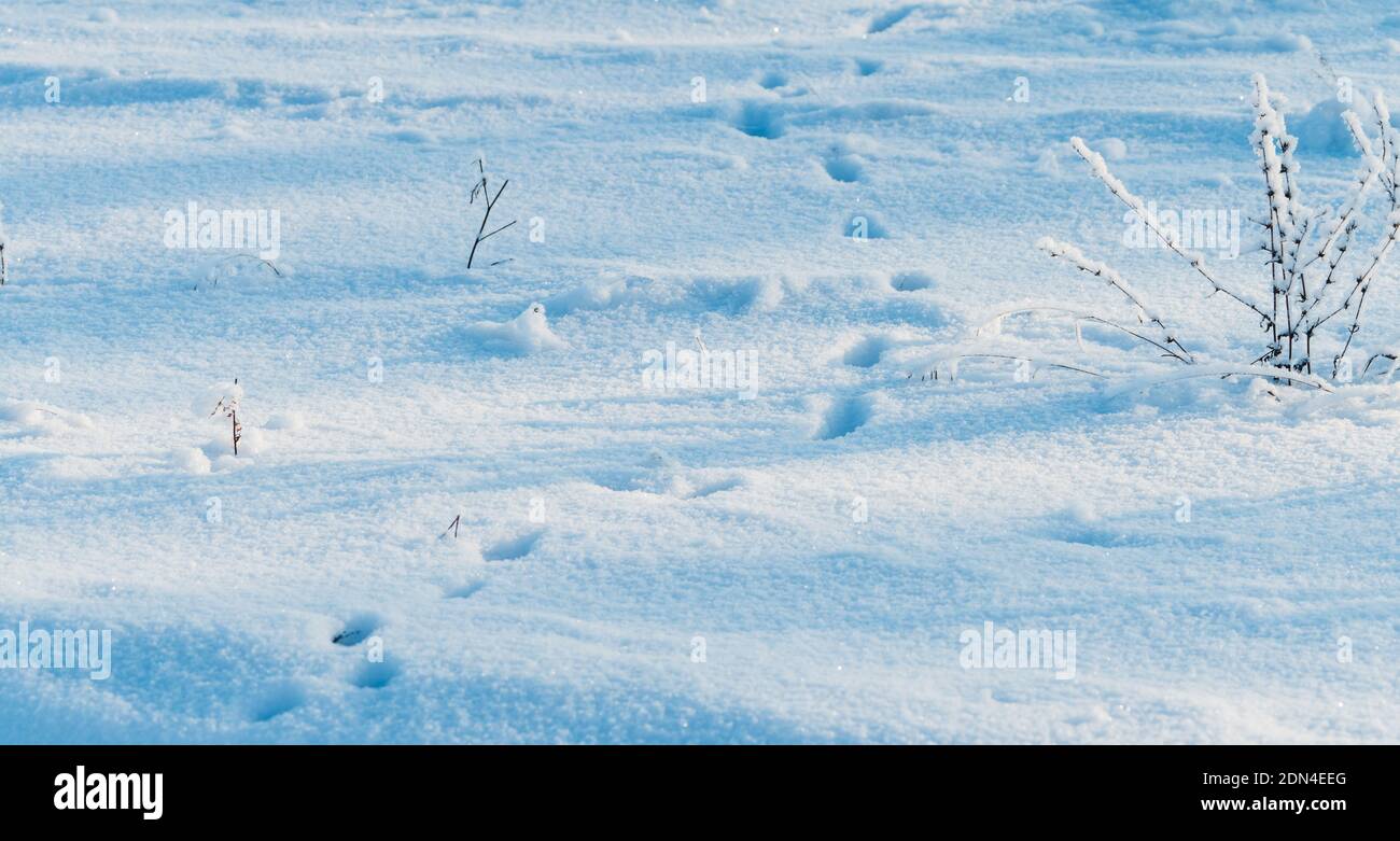 Snowy rabbit hi-res stock photography and images - Alamy