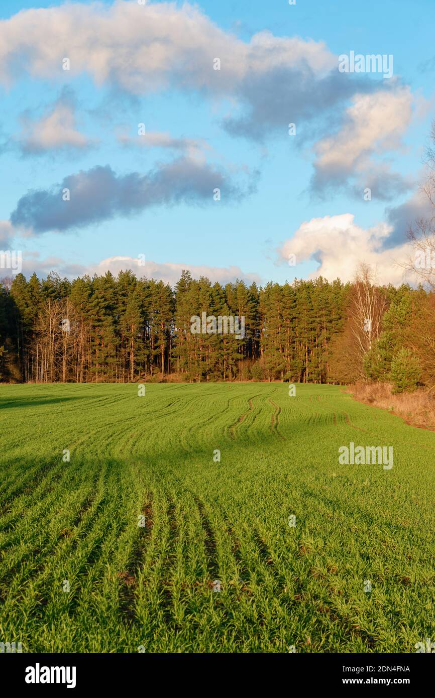 Green field and forest hi-res stock photography and images - Alamy