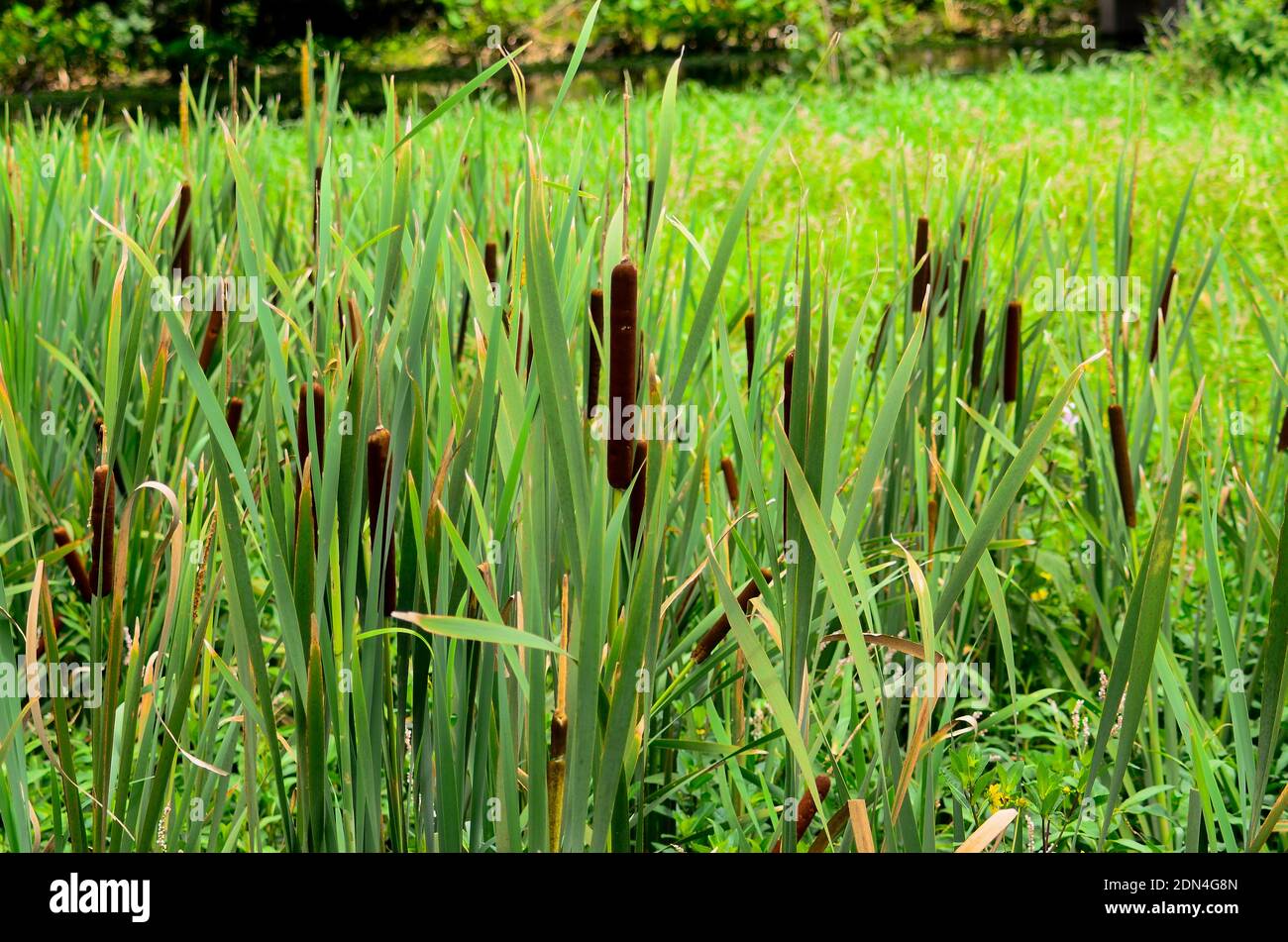 Cattails on Merritt Island Stock Photo - Alamy