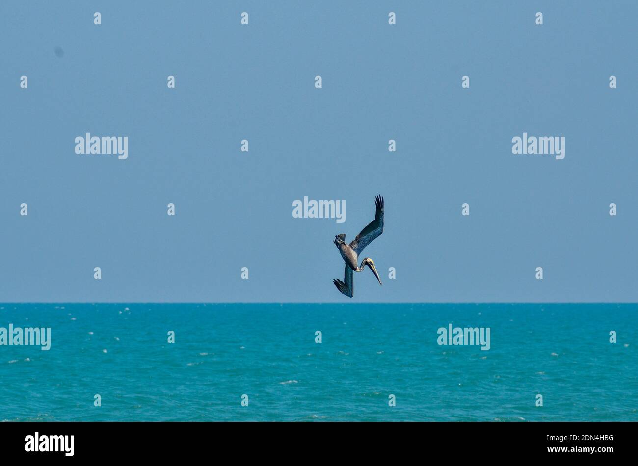 Pelican diving hi-res stock photography and images - Alamy