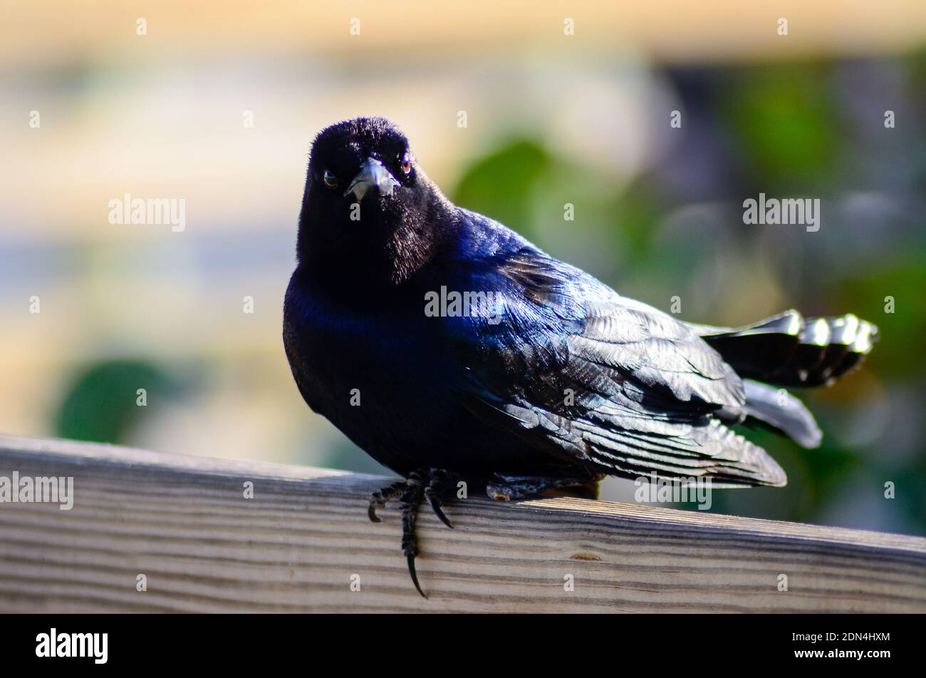 A Grackle with a missing foot perching on a fence Stock Photo - Alamy