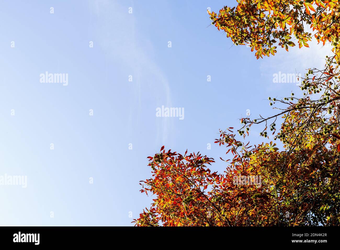 Autumn leaves against blue sky. Autumn tree and sky. Autumn november ...