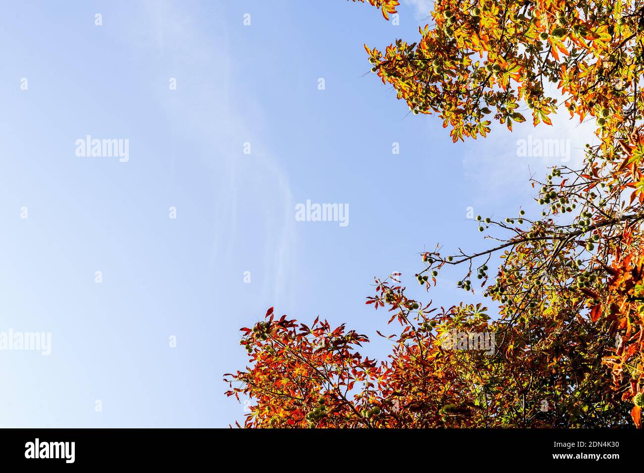 Autumn leaves against blue sky. Autumn tree and sky. Autumn november ...