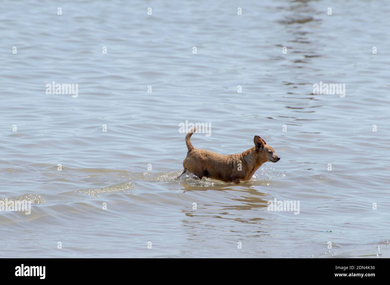 Little dog bathing in the sea Stock Photo - Alamy