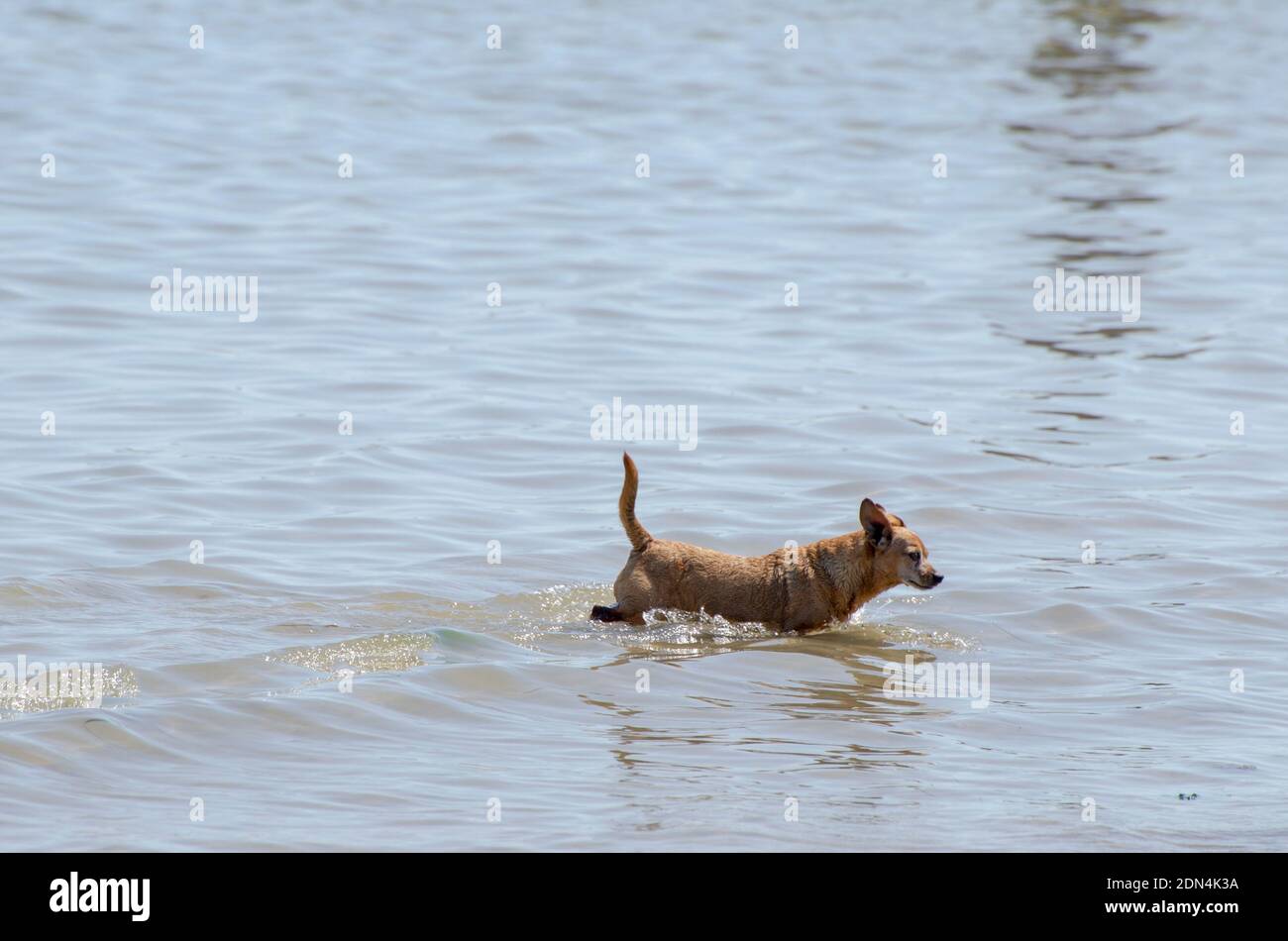 Little dog bathing in the sea Stock Photo - Alamy