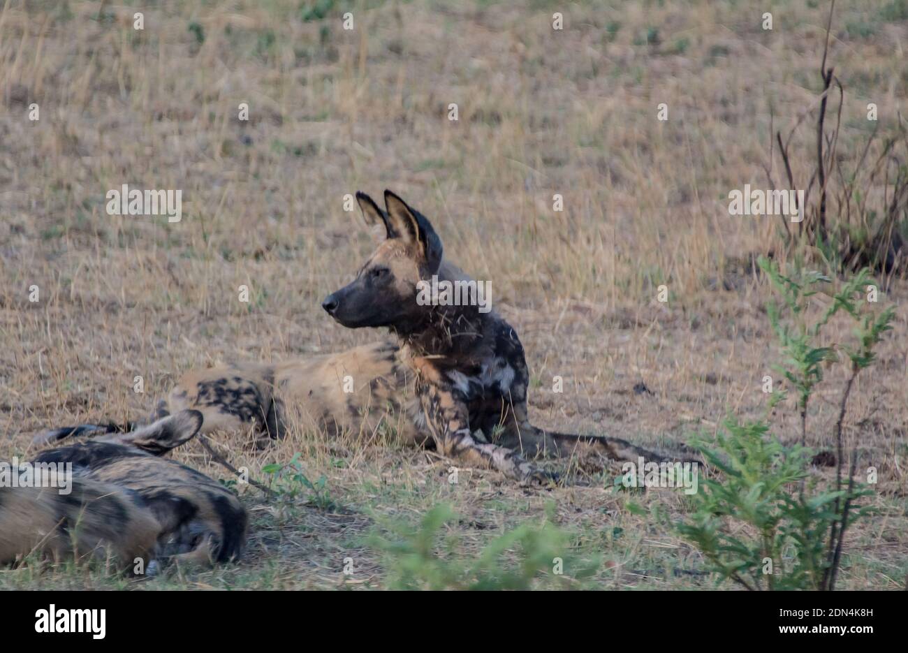 Hyena sitting in grass hi-res stock photography and images - Alamy