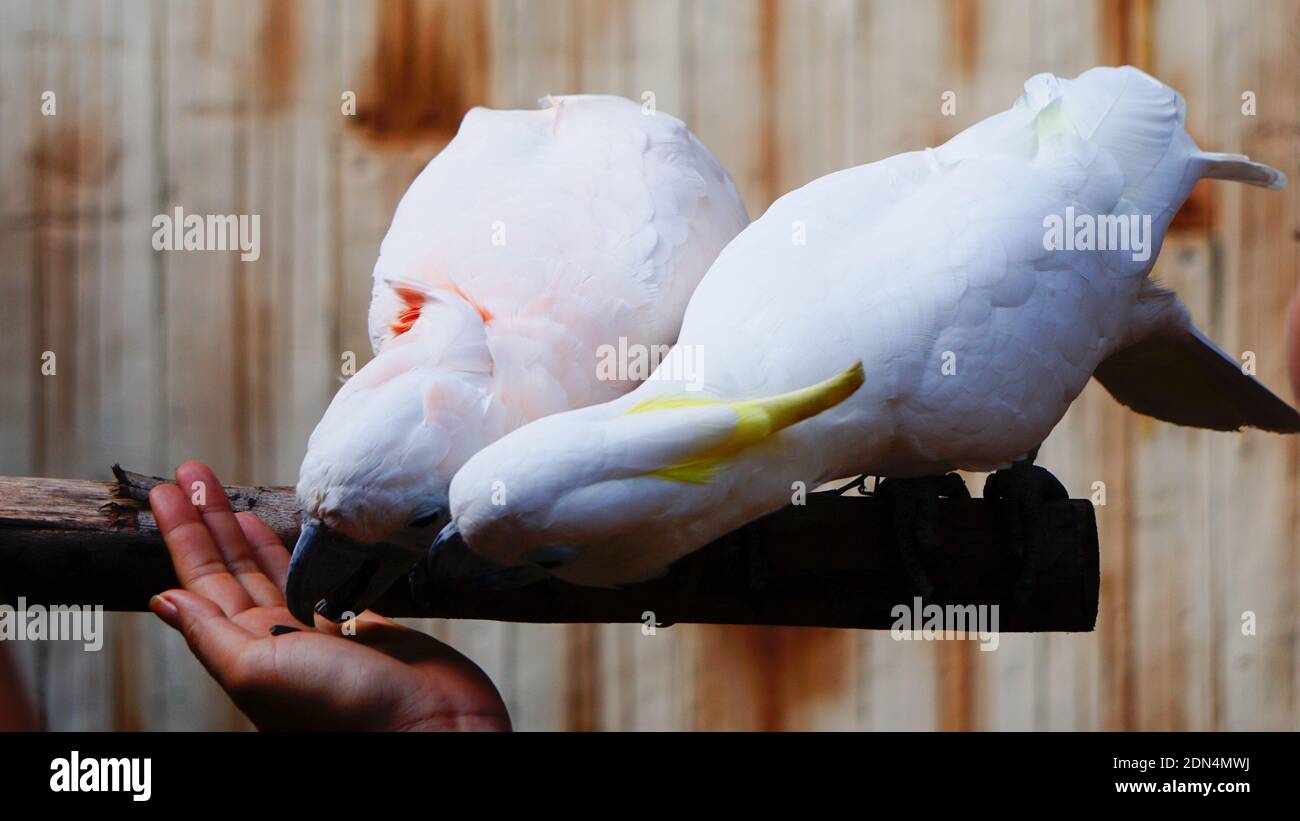 Hand with birdcage hi-res stock photography and images - Alamy