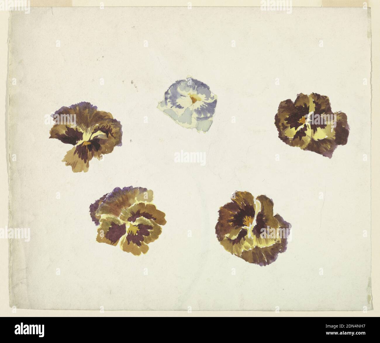 Study of Pansies, Sophia L. Crownfield, (American, 1862–1929), Brush ...