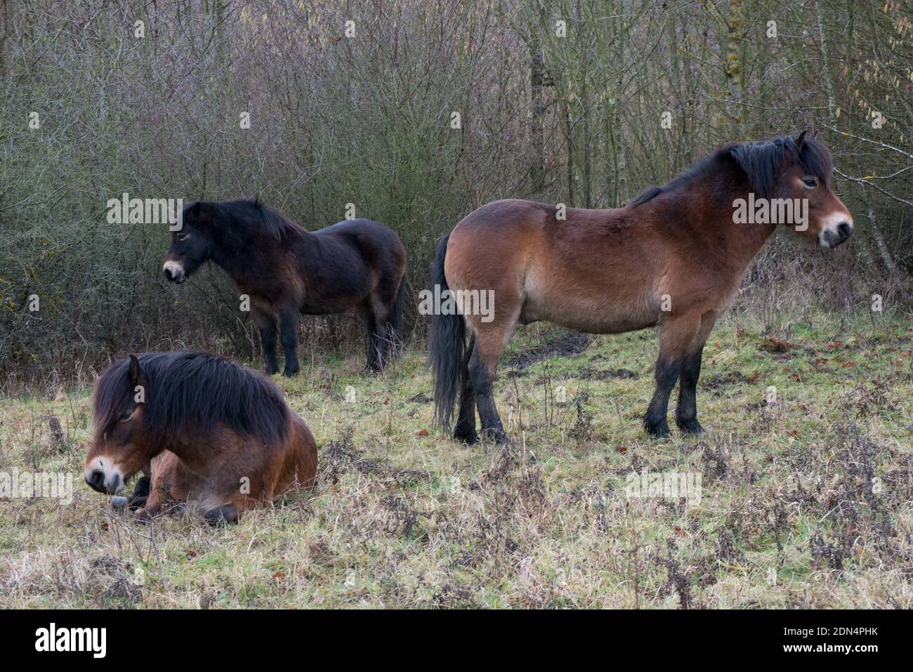 Group of three Exmoor ponies with two standing and one lying down Stock ...