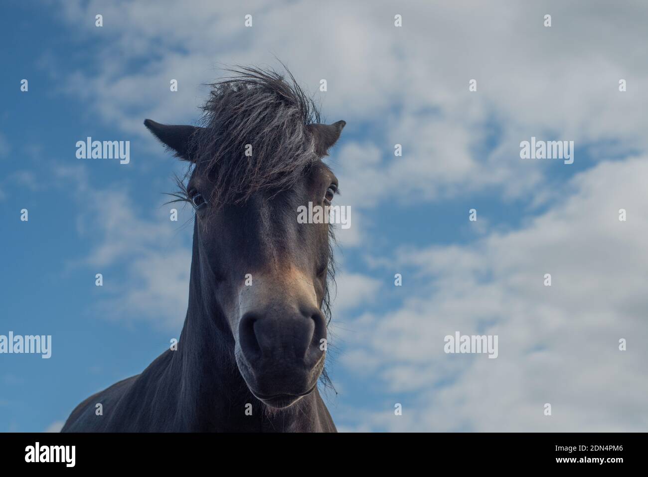 Buff coloured markings around nostrils hi-res stock photography and ...
