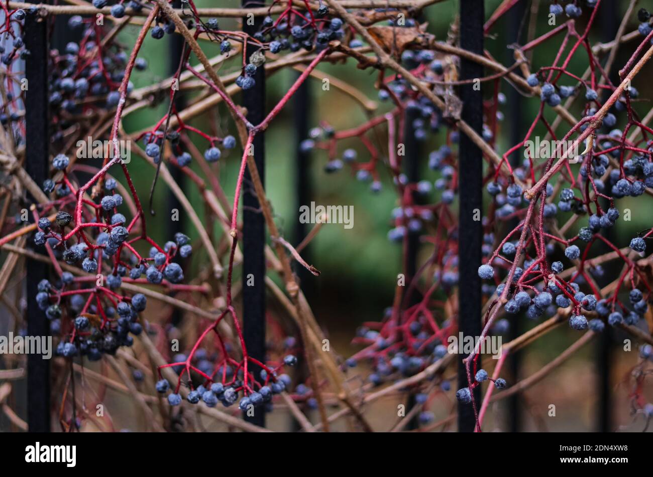 Vines Wrapped Around Tree High Resolution Stock Photography and Images ...