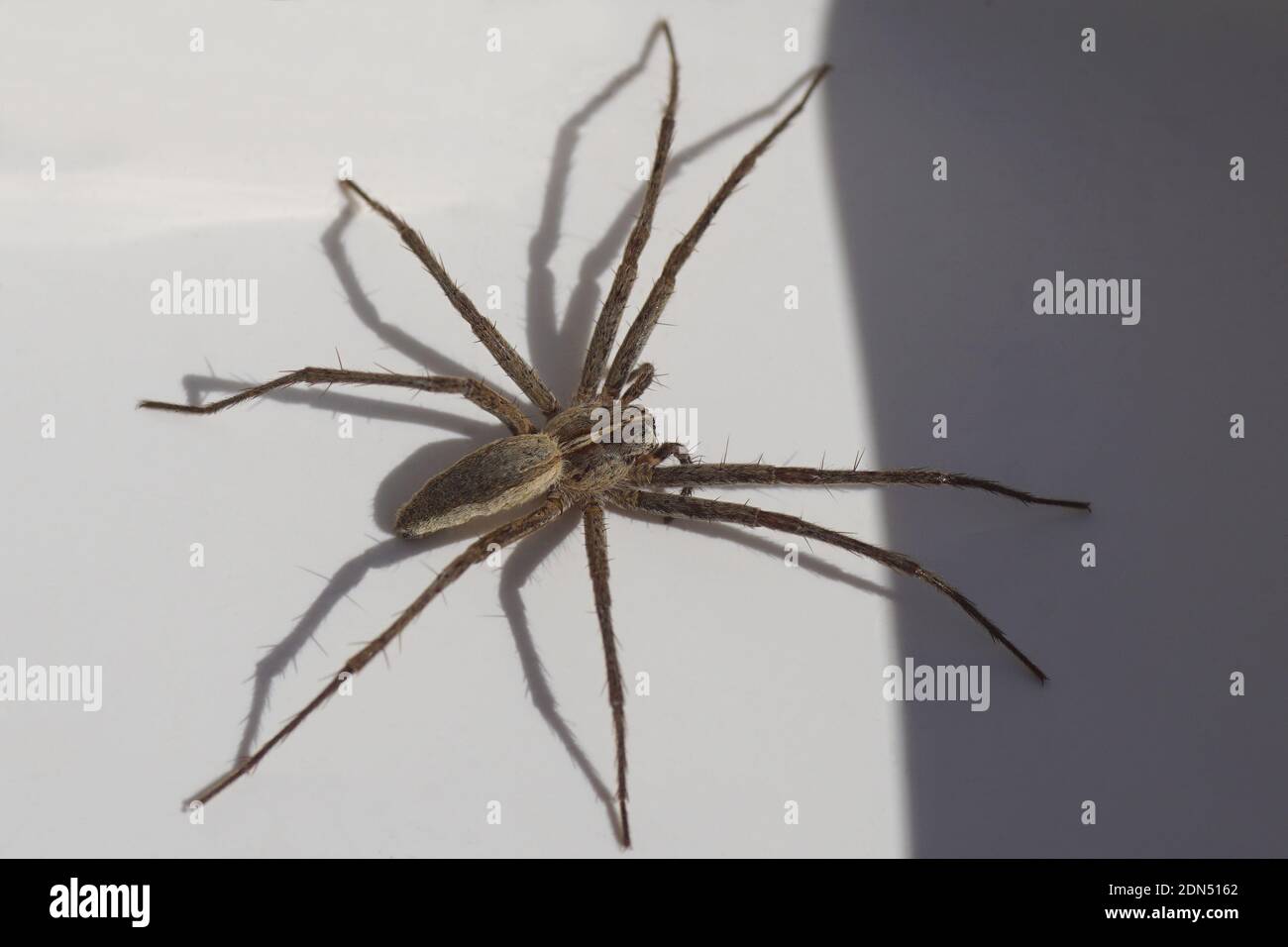 Female Nursery web spider (Pisaura mirabilis). Family Nursery web ...