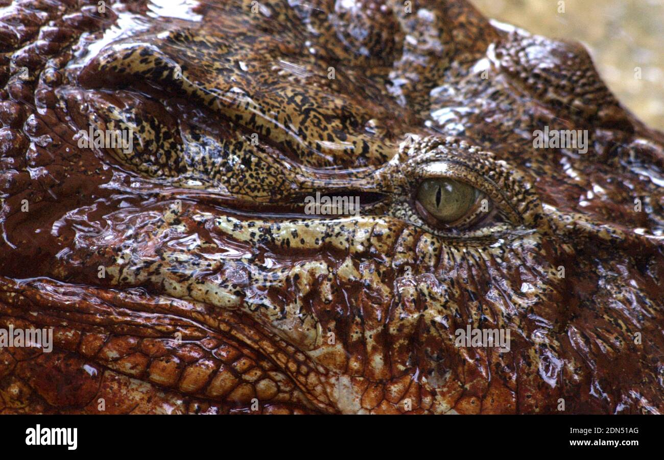 Crocodile underwater mouth open hi-res stock photography and images - Alamy