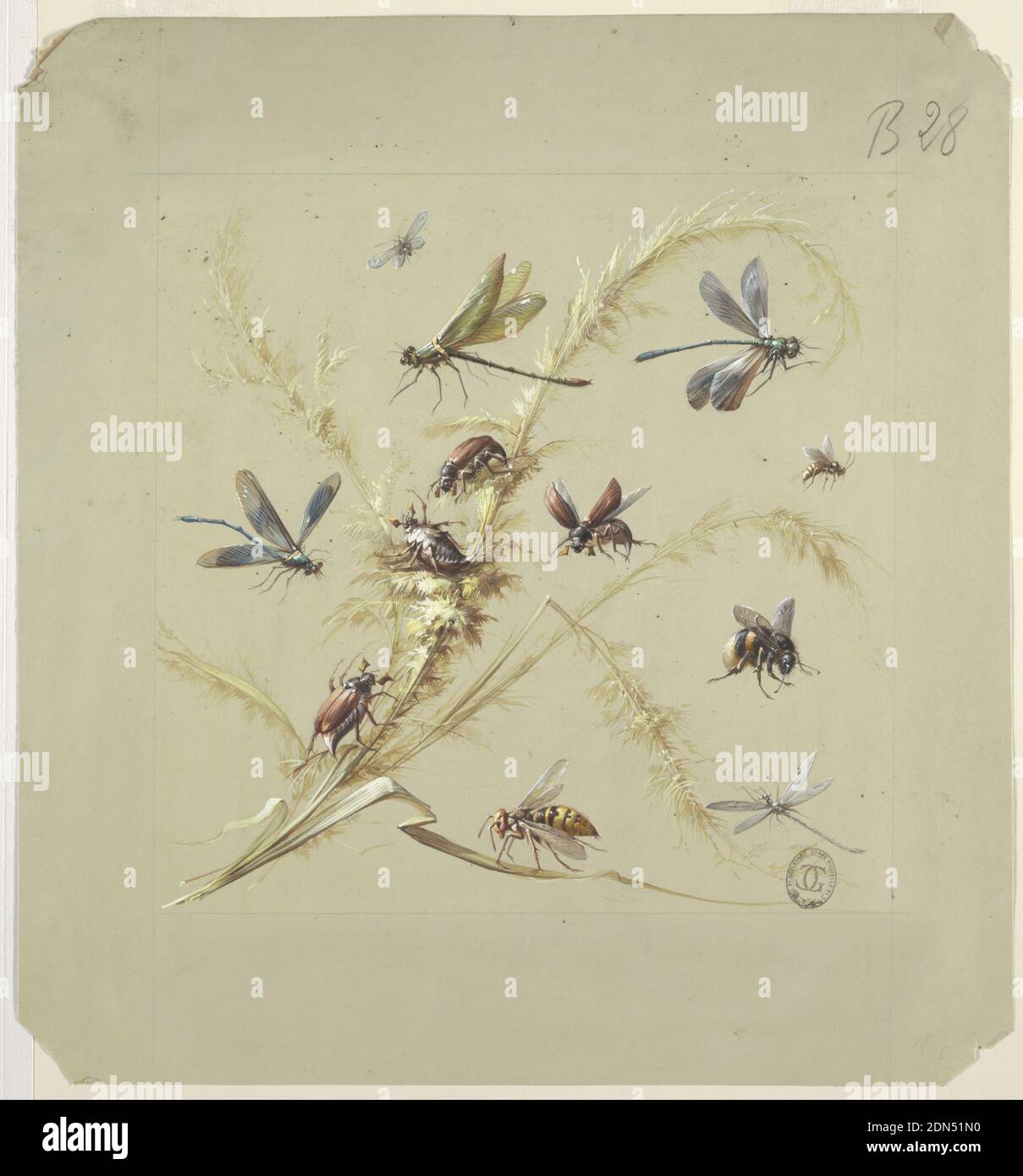 Four winged insects hi-res stock photography and images - Alamy